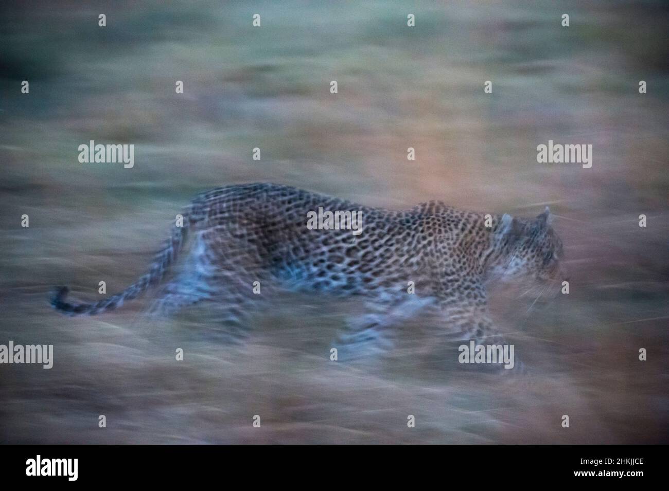 Leopard running in the grass Stock Photo - Alamy