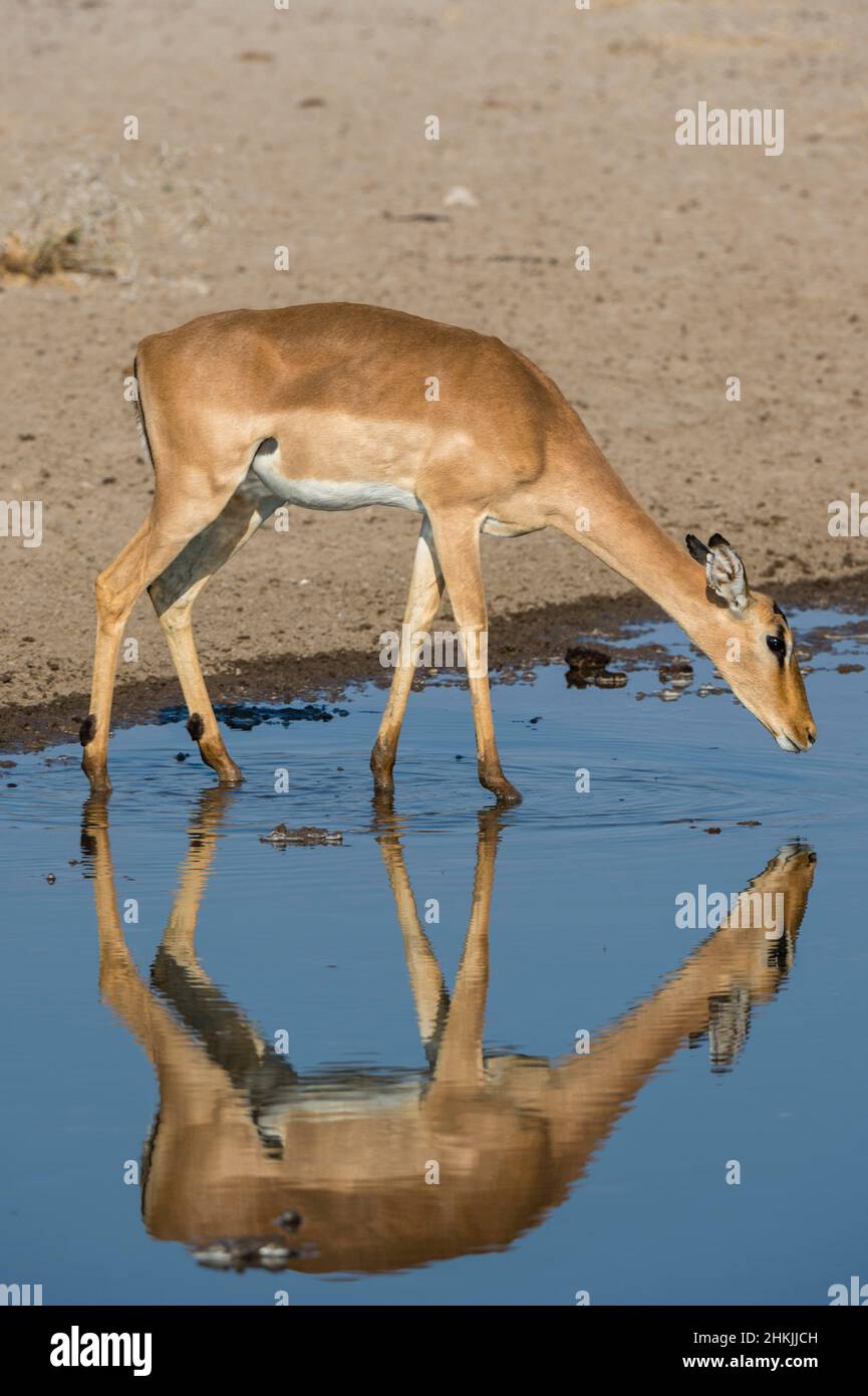 Female impala drinking at a waterhole Stock Photo - Alamy