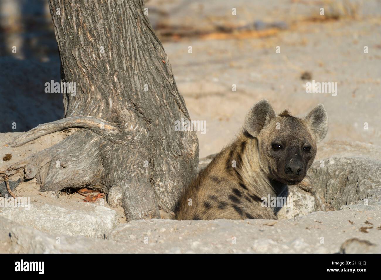 Spotted hyena at a den Stock Photo - Alamy