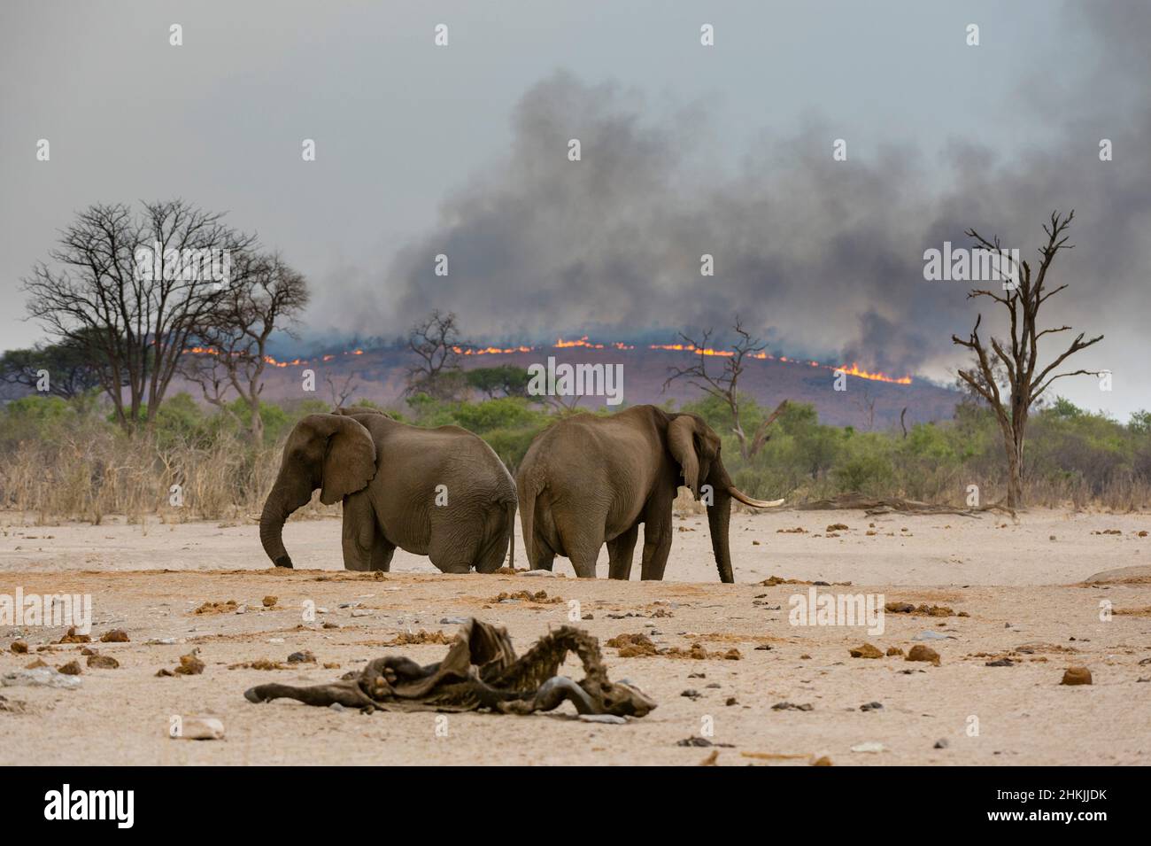Elephants at a waterhole with a fire in the background Stock Photo - Alamy