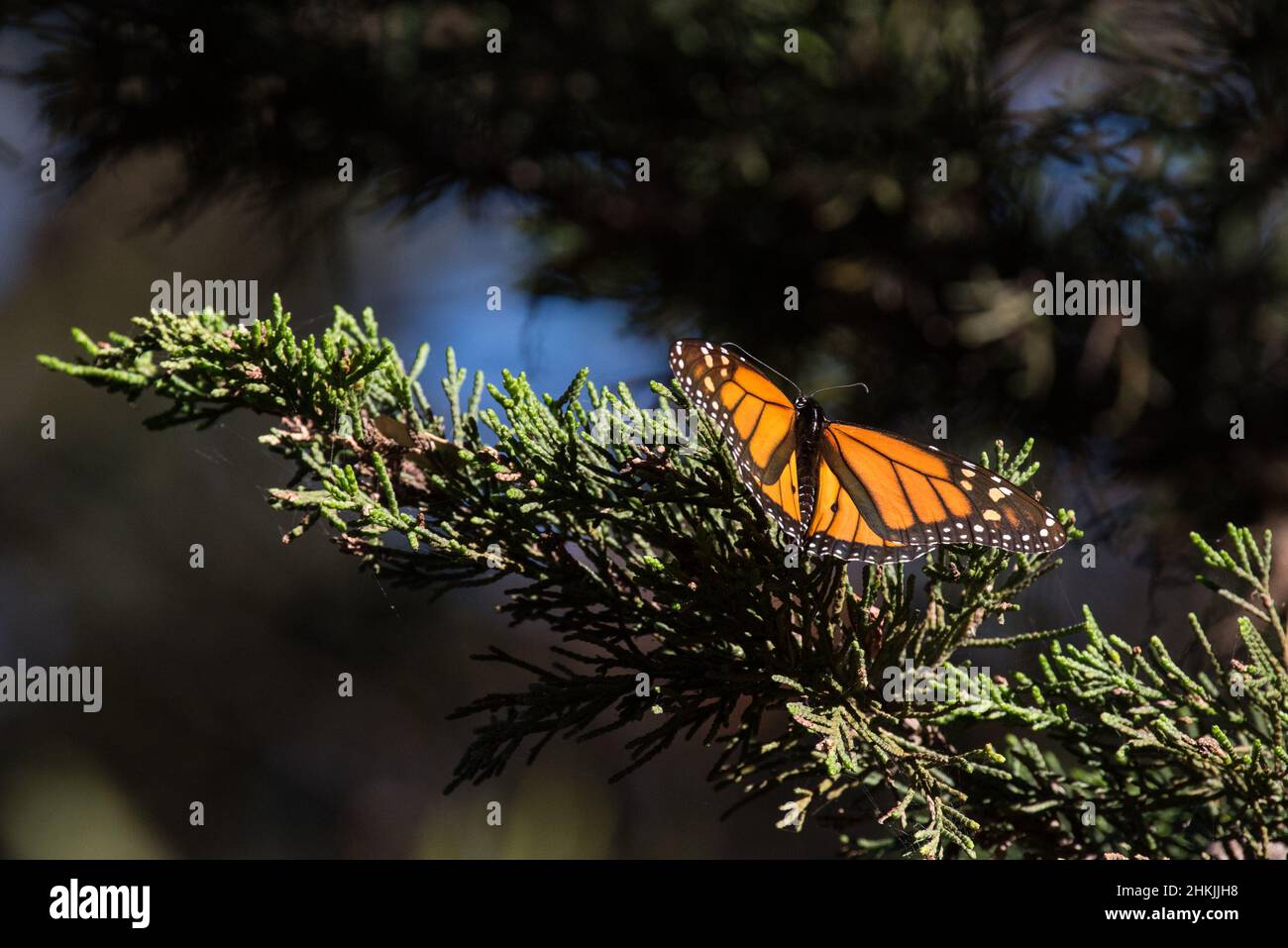 Monarch butterfly sanctuary monterey hi-res stock photography and ...