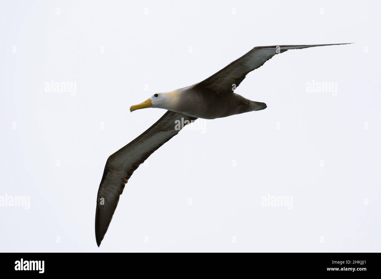 Waved albatross in flight Stock Photo - Alamy
