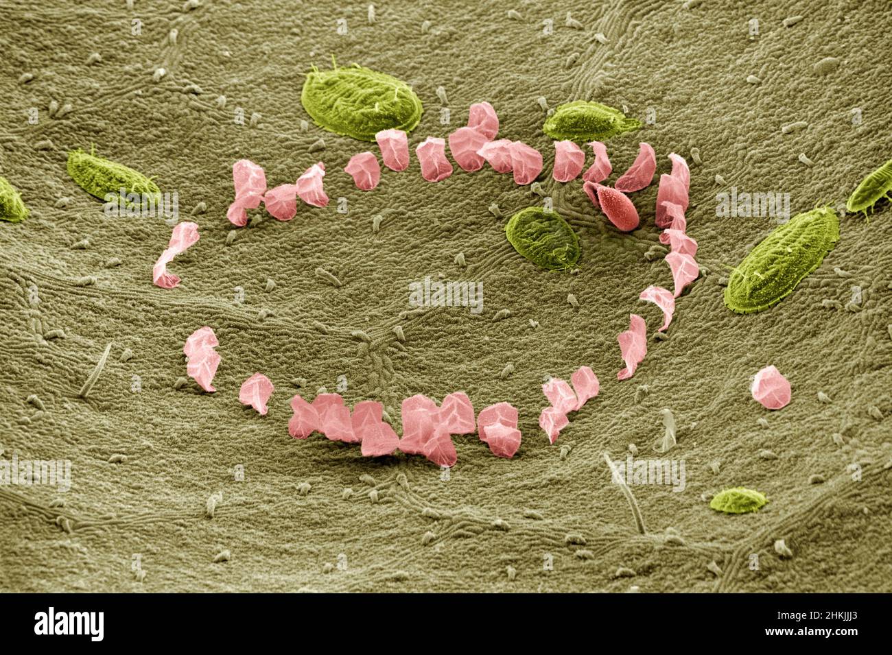Trialeurodes vaporariorum eggs and larvae Stock Photo - Alamy