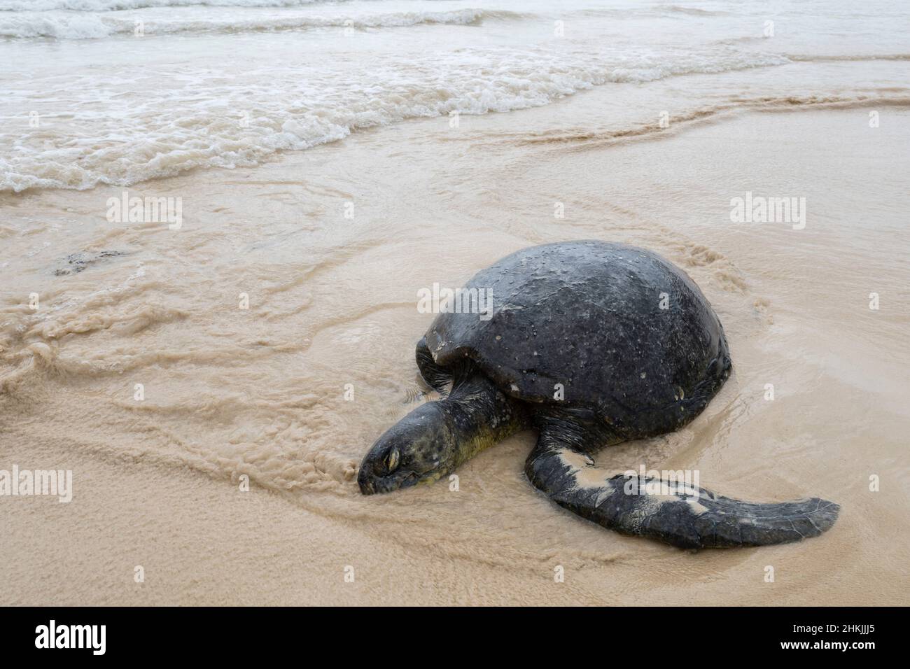 Dead Pacific green sea turtle on a beach Stock Photo - Alamy