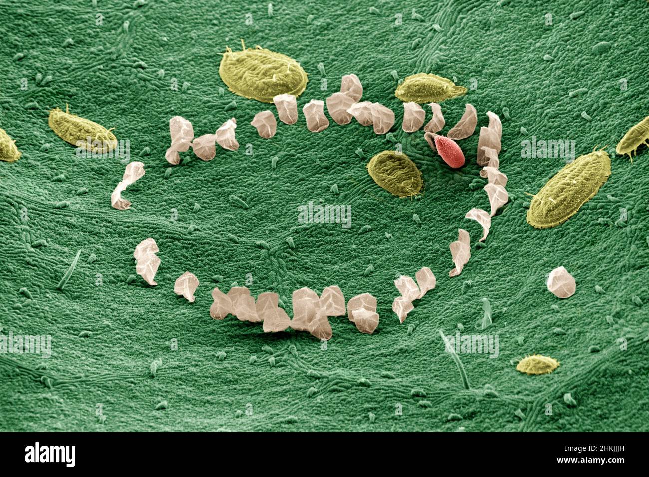 Trialeurodes vaporariorum eggs and larvae Stock Photo - Alamy