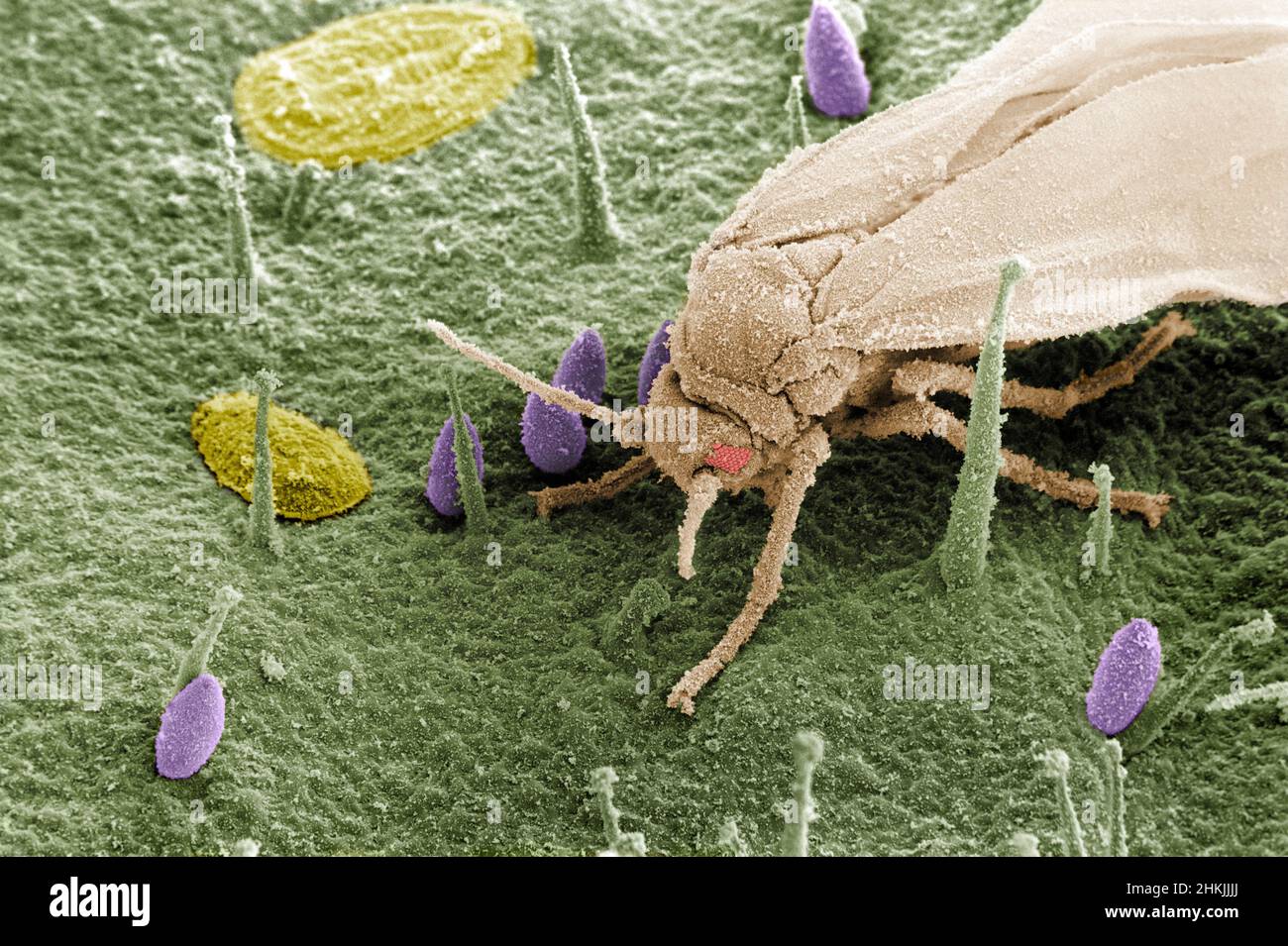 Trialeurodes vaporariorum whitefly Stock Photo - Alamy