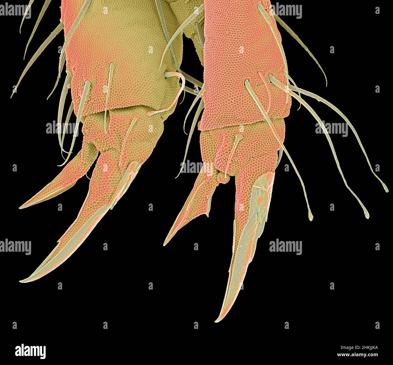 Springtail claw, SEM Stock Photo - Alamy