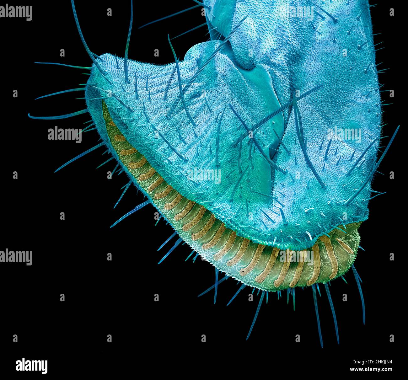Fly's tongue, SEM Stock Photo - Alamy