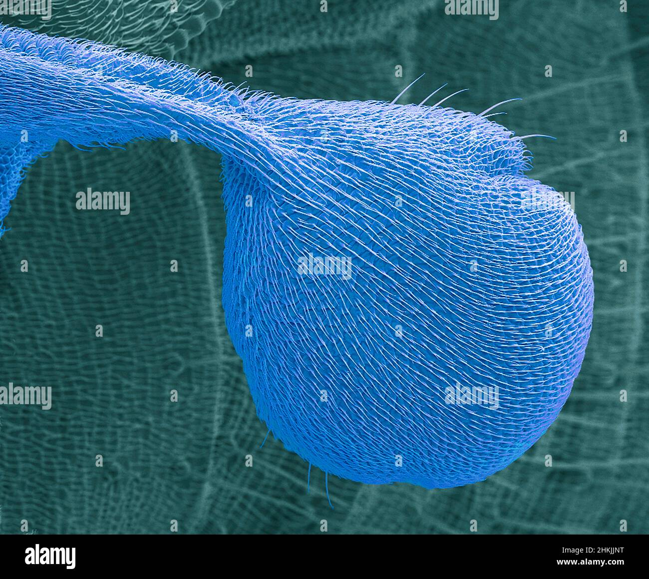Fly balance organ, SEM Stock Photo - Alamy