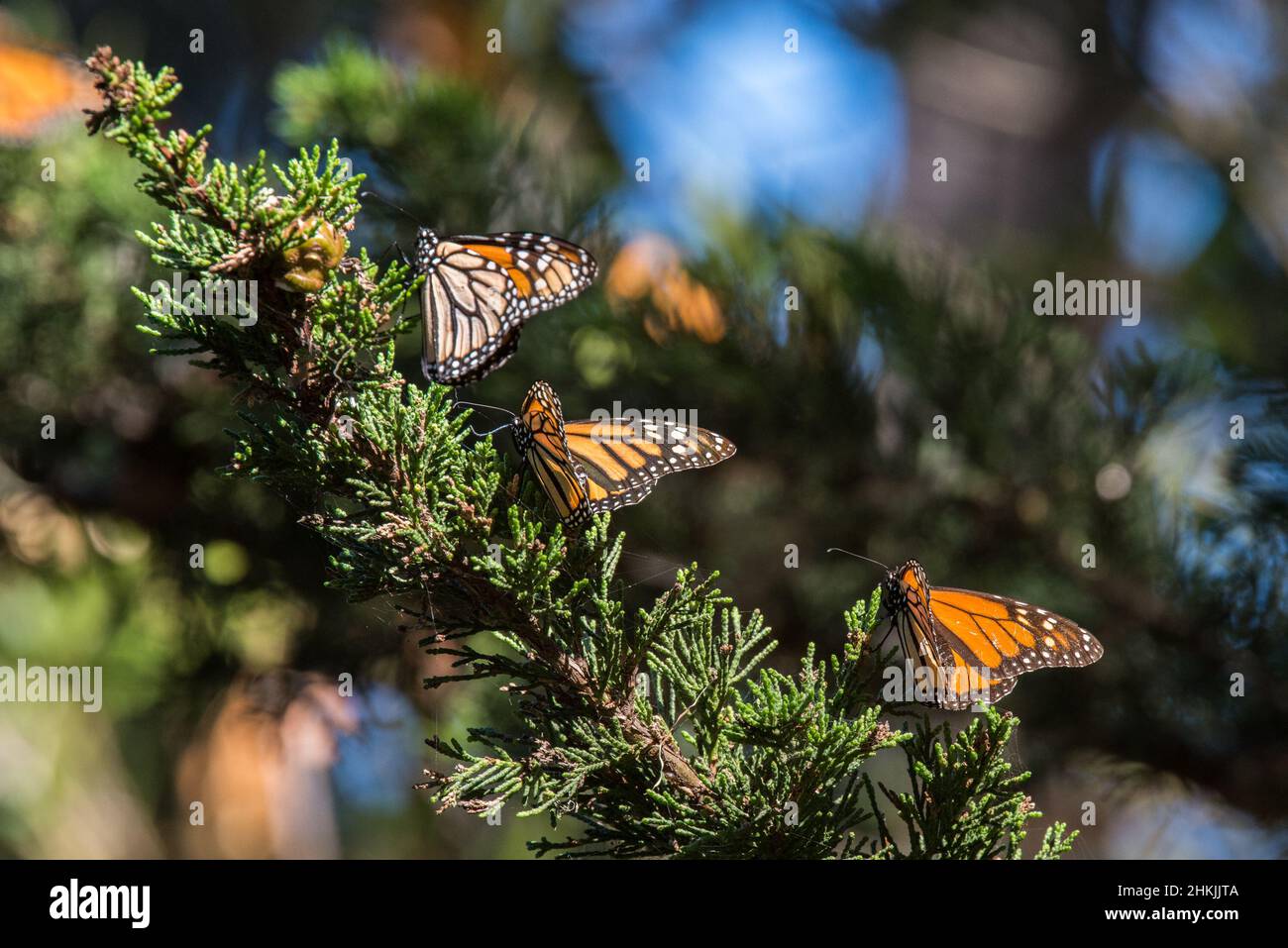 Pacific Grove Monarch Butterfly Sanctuary Stock Photo - Alamy
