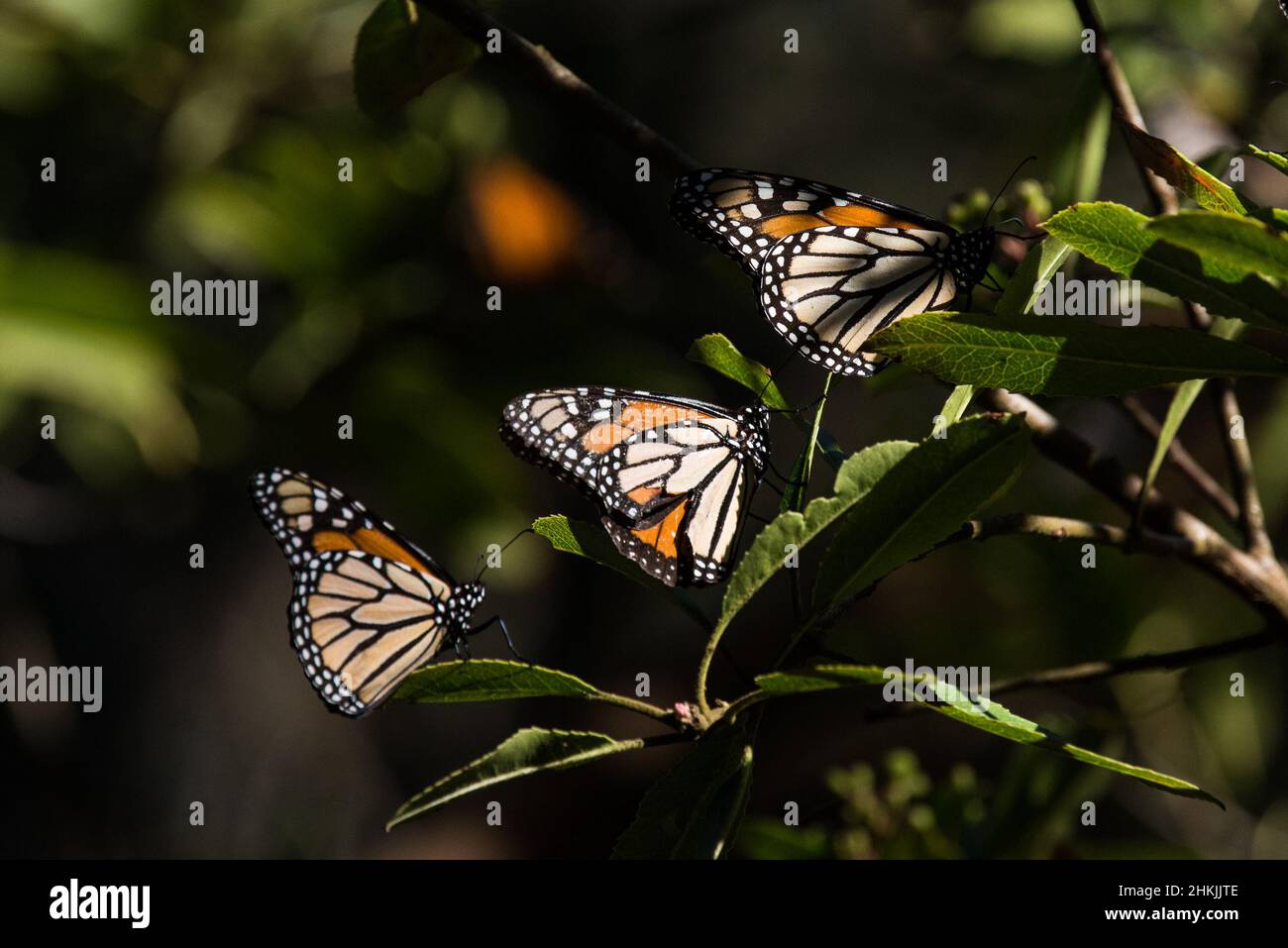 Pacific Grove Monarch Butterfly Sanctuary Stock Photo - Alamy