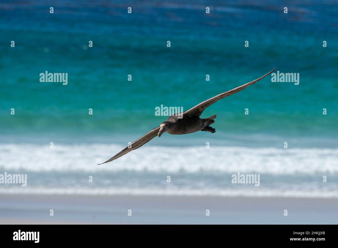 Southern giant petrel in flight Stock Photo - Alamy