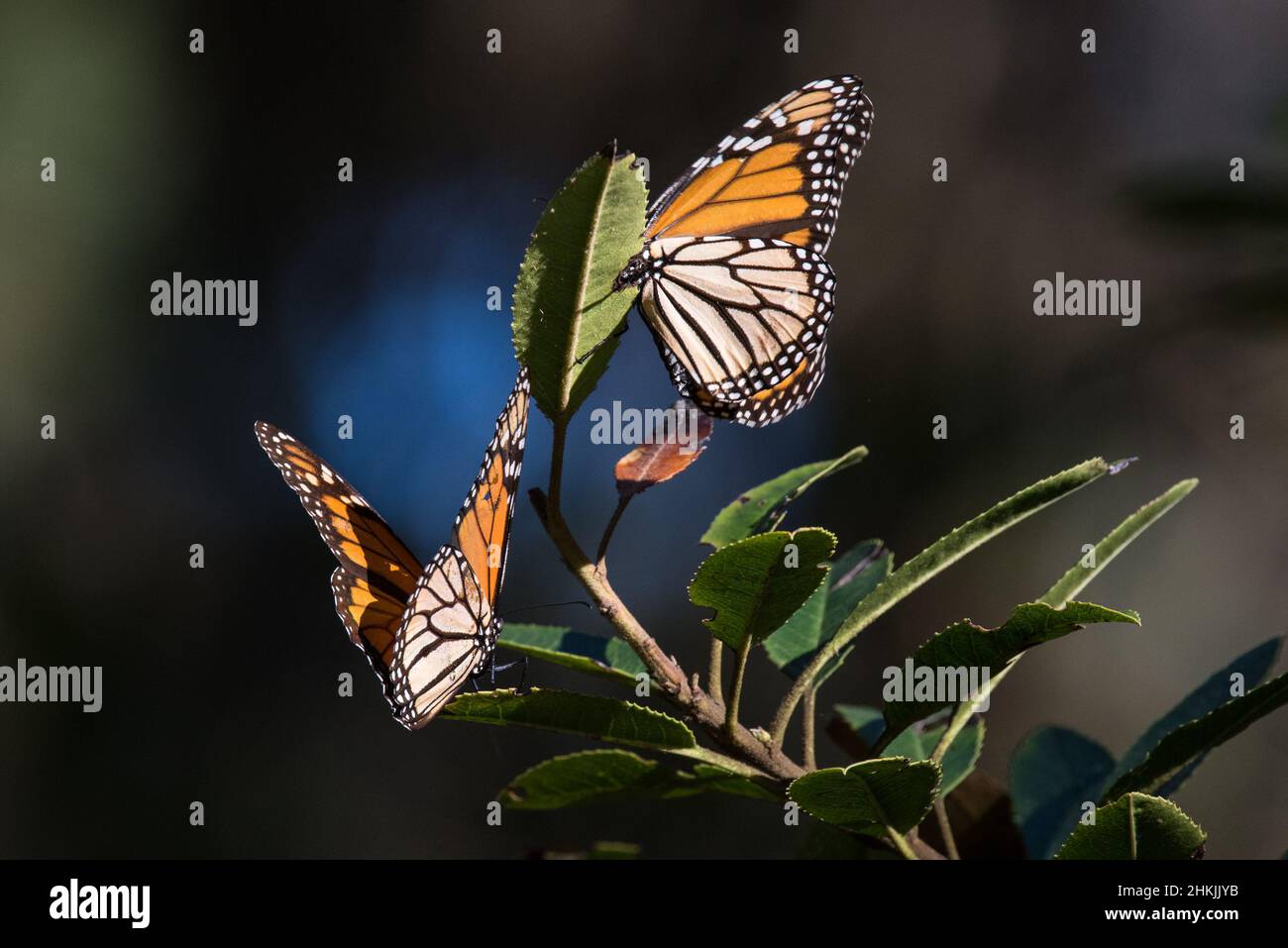 Pacific Grove Monarch Butterfly Sanctuary Stock Photo - Alamy