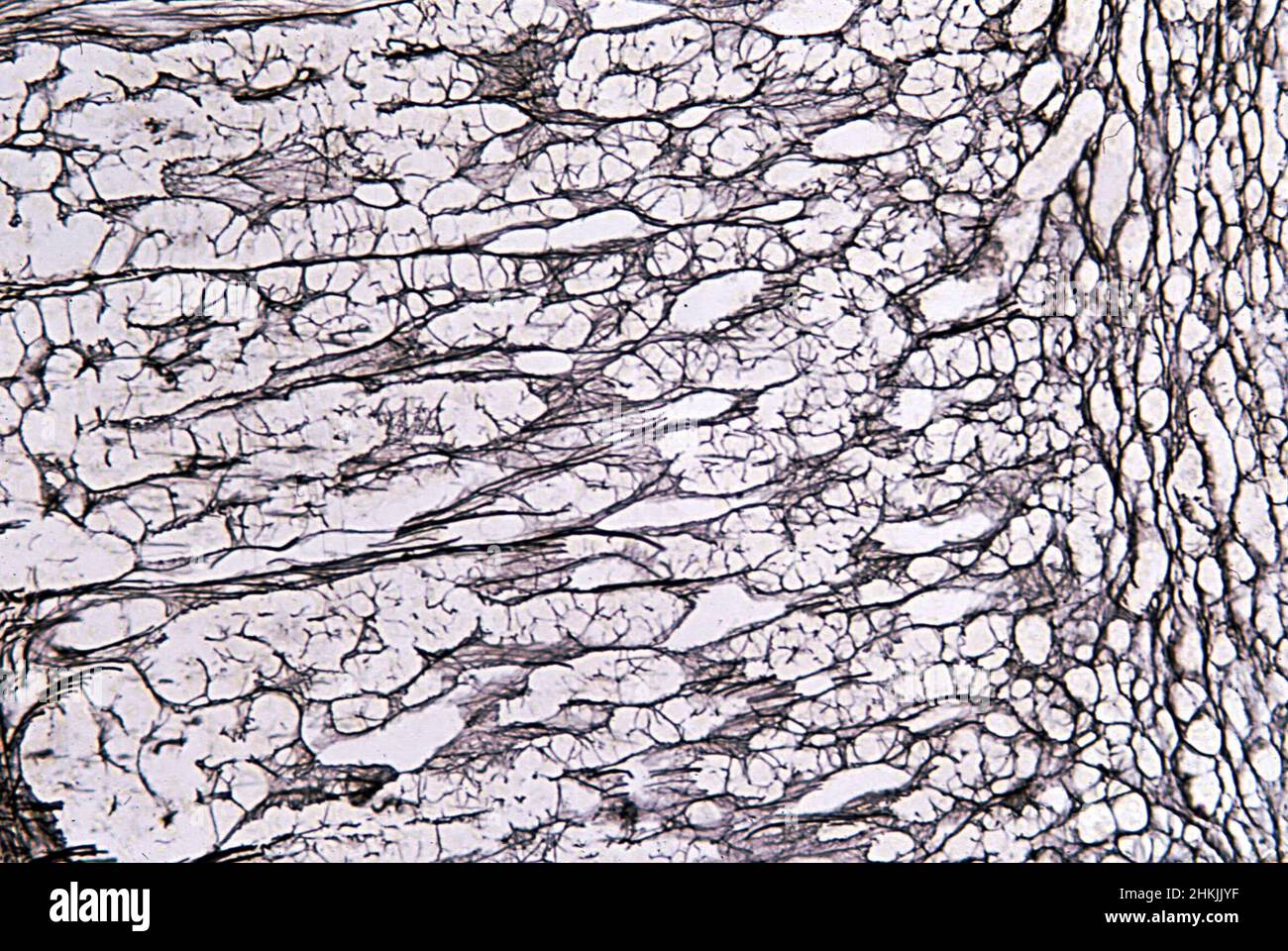 Human adrenal gland cortex, light micrograph Stock Photo - Alamy