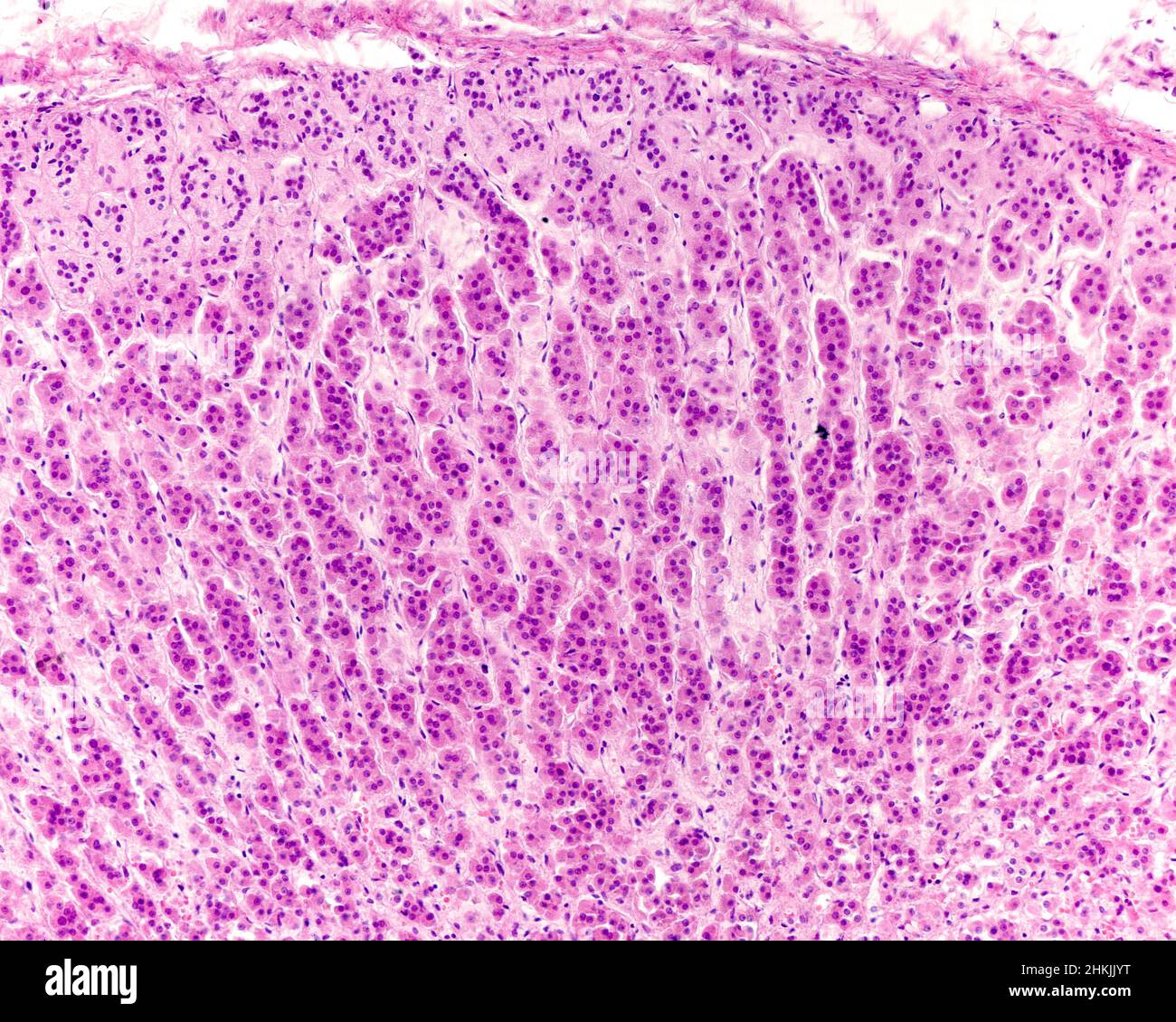 Human adrenal cortex, light micrograph Stock Photo - Alamy