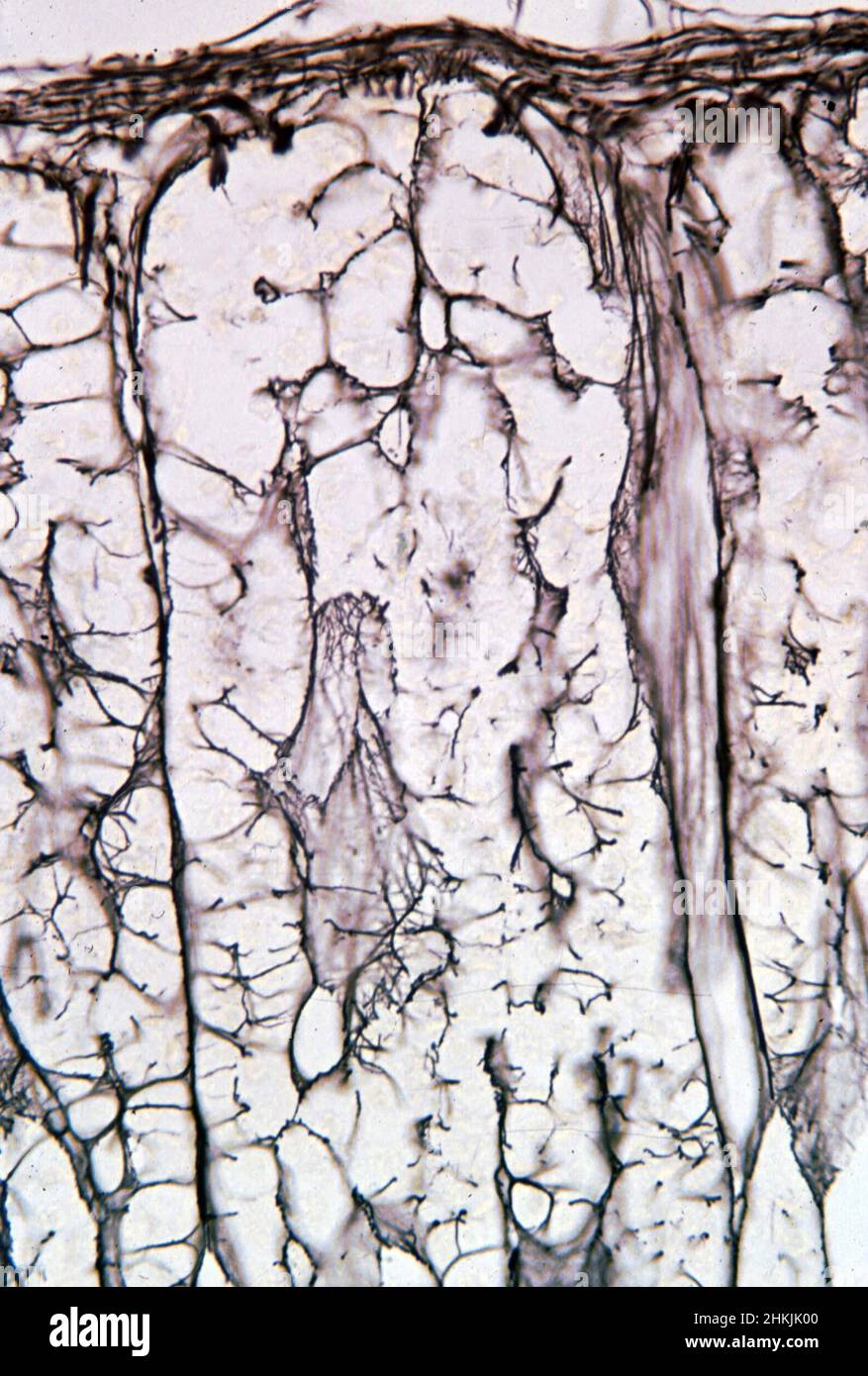 Human adrenal gland cortex, light micrograph Stock Photo - Alamy