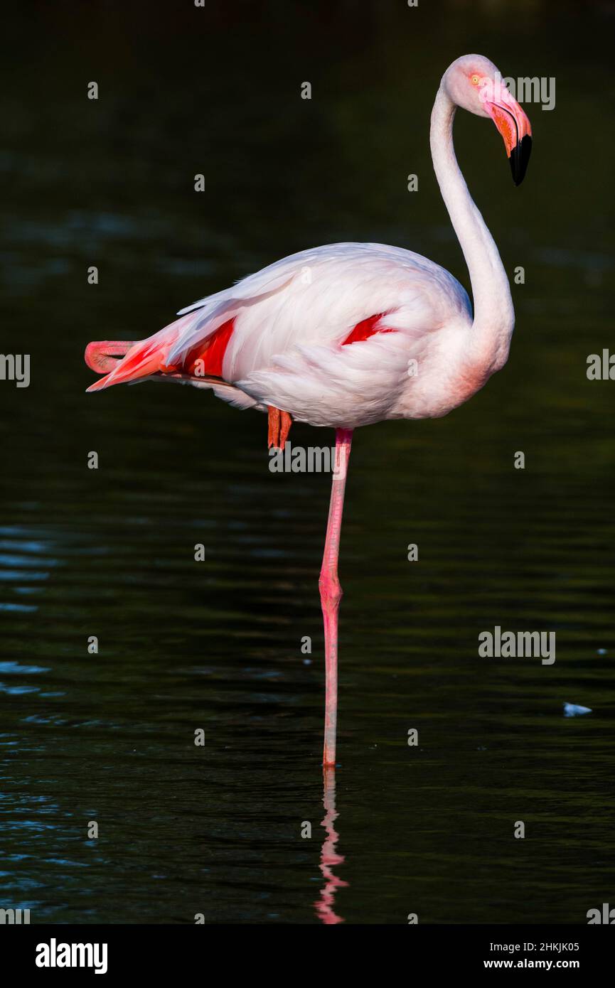 Greater flamingo resting on one leg Stock Photo - Alamy