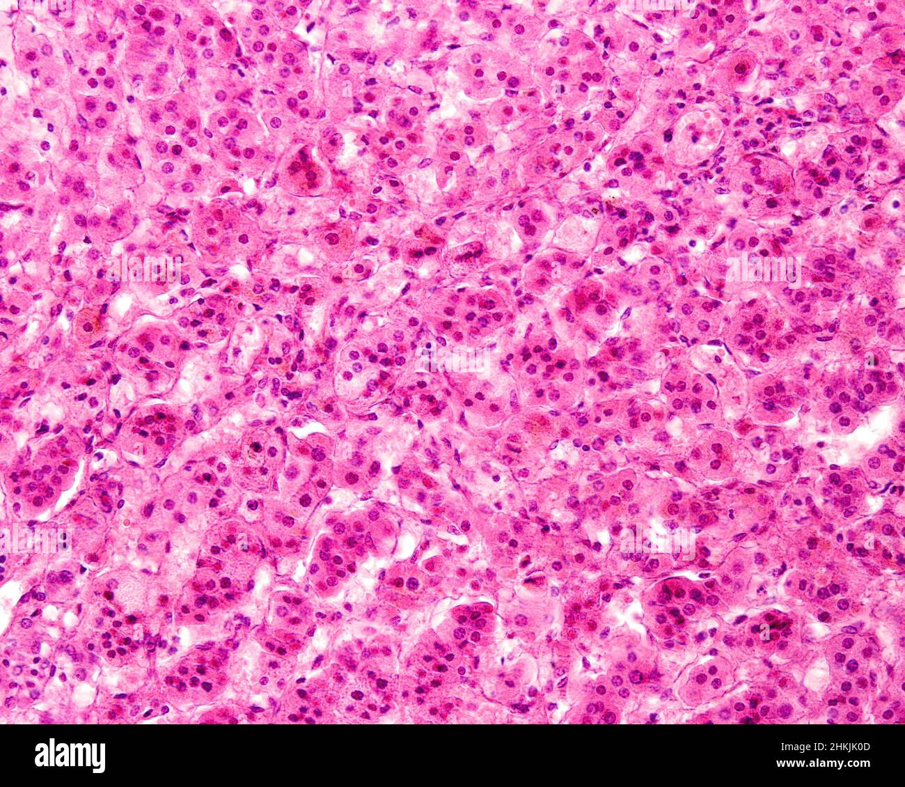 Human adrenal cortex, light micrograph Stock Photo - Alamy