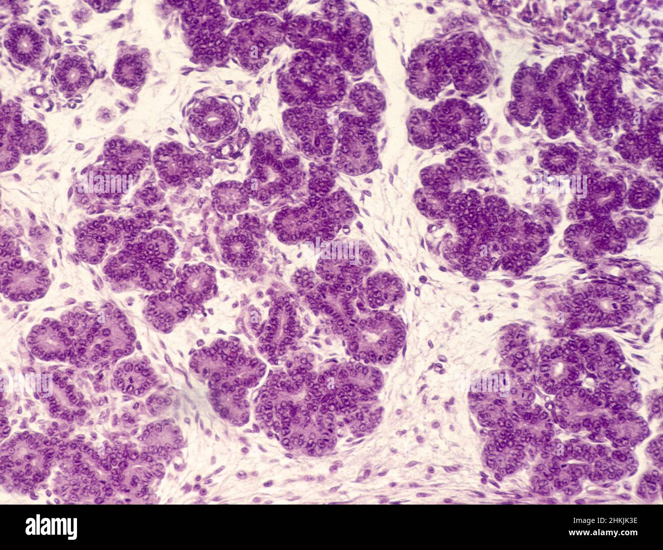 Development of the thyroid gland, light micrograph Stock Photo - Alamy