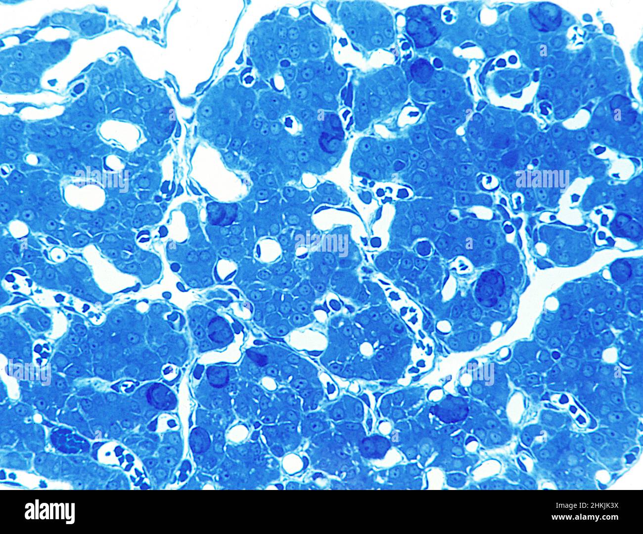 Development of the thyroid gland, light micrograph Stock Photo - Alamy