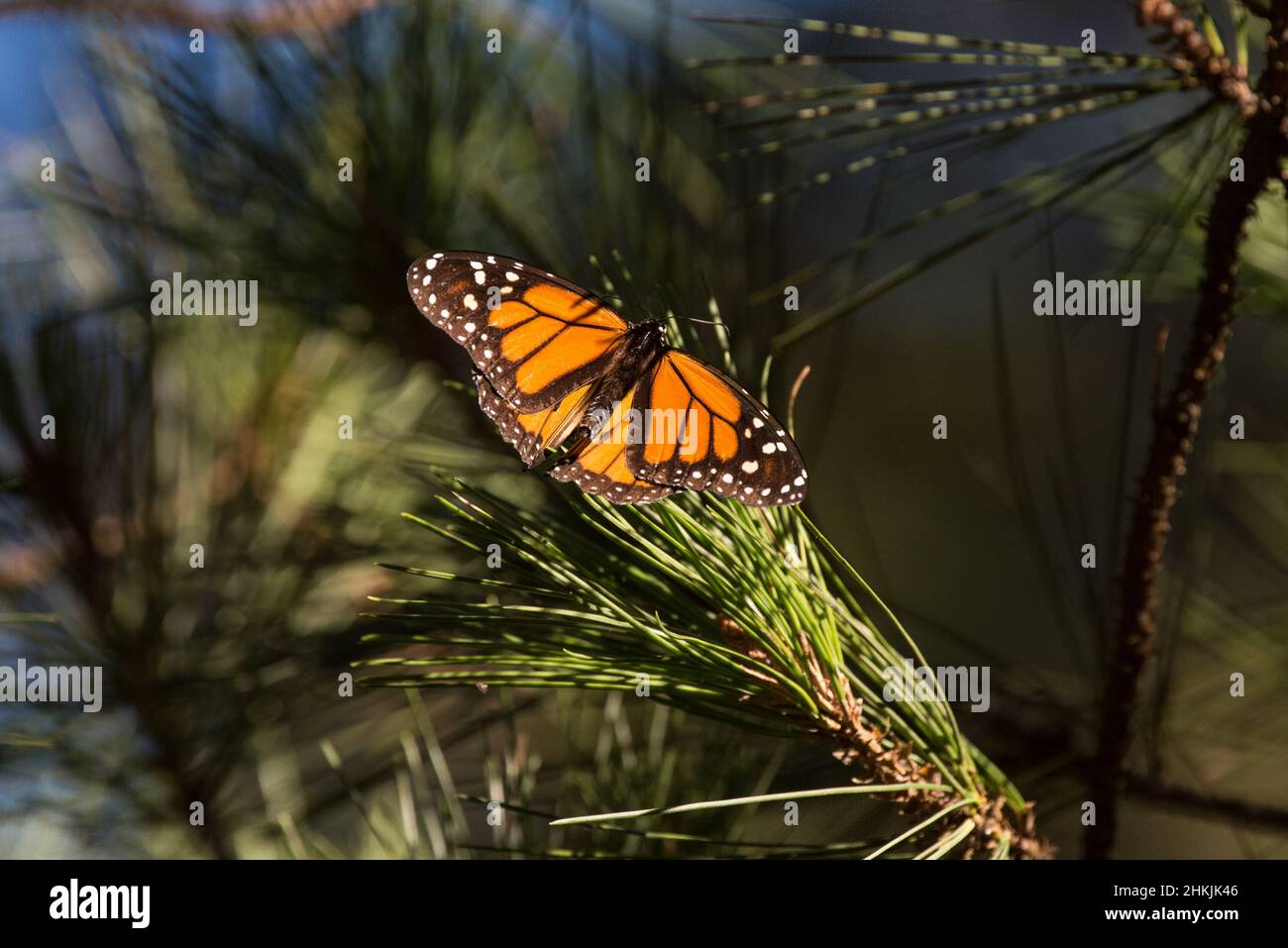 Pacific Grove Monarch Butterfly Sanctuary Stock Photo - Alamy