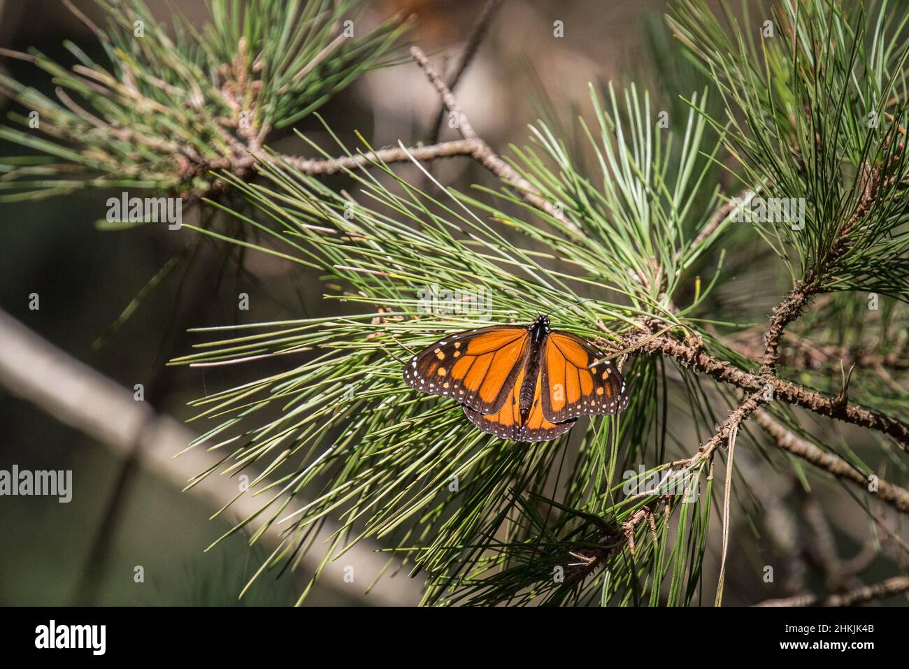 Pacific Grove Monarch Butterfly Sanctuary Stock Photo - Alamy