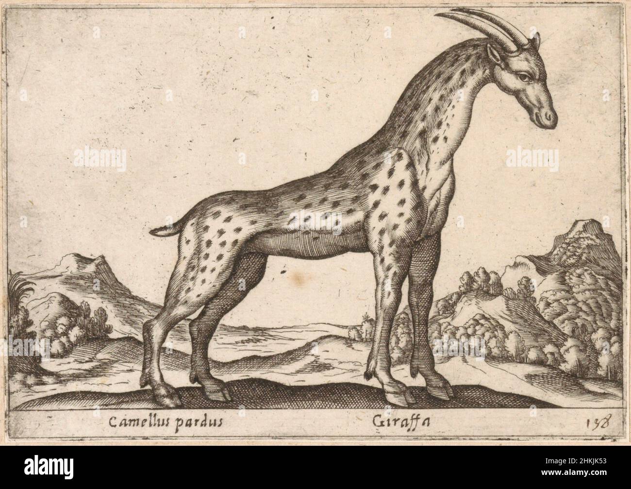 Giraffe, 17th century illustration Stock Photo - Alamy
