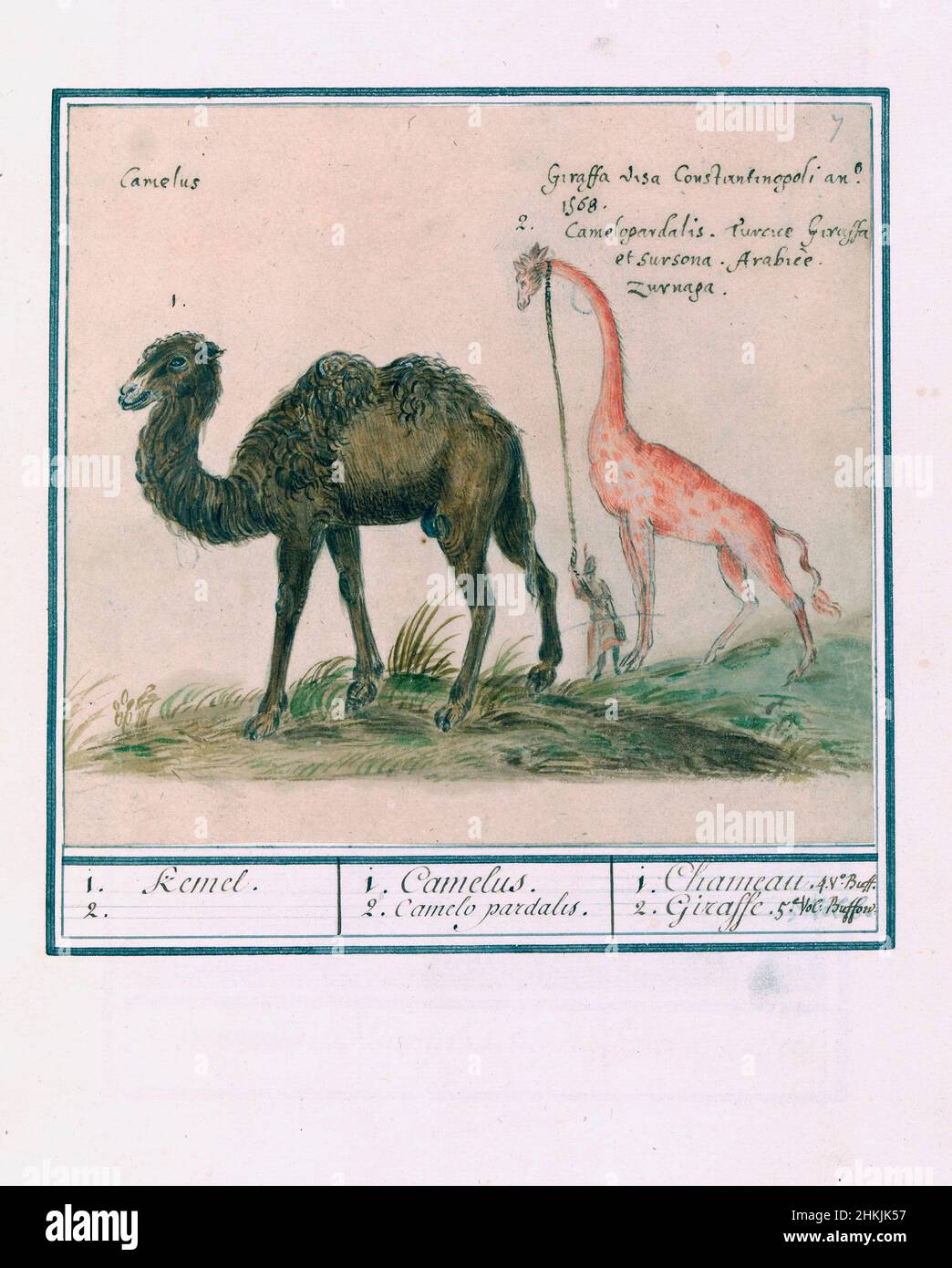 Bactrian camel and giraffe, 16th century illustration Stock Photo - Alamy