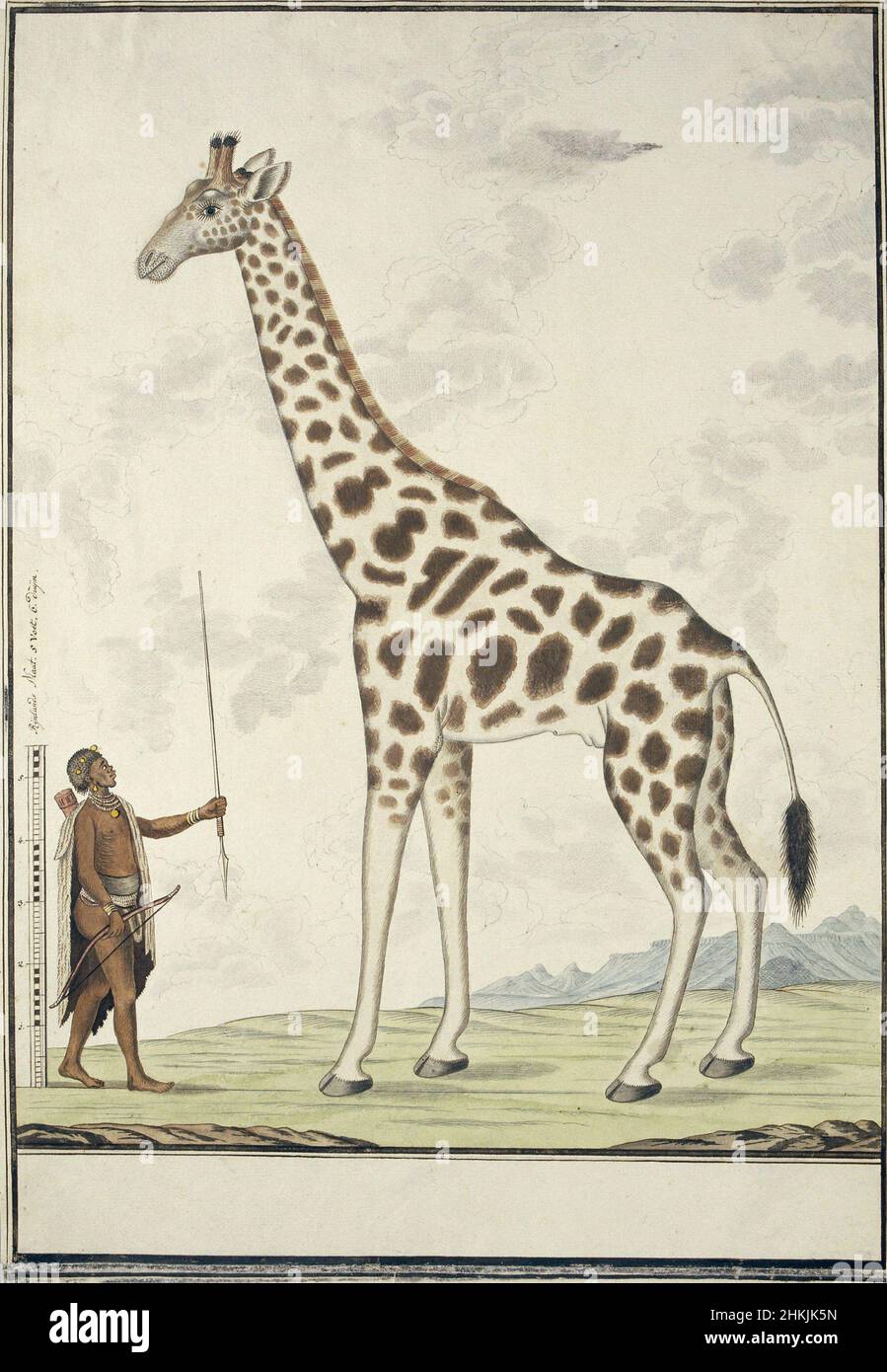 Man measuring a giraffe using a pole weapon, illustration Stock Photo ...
