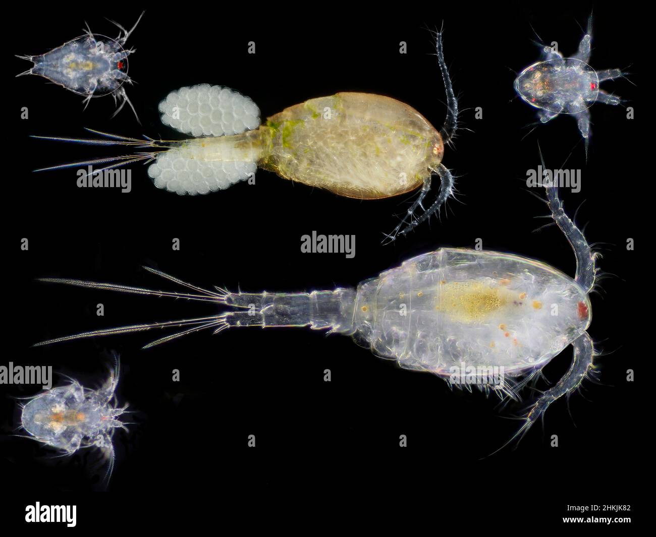 Copepods with larvae, light micrograph Stock Photo - Alamy
