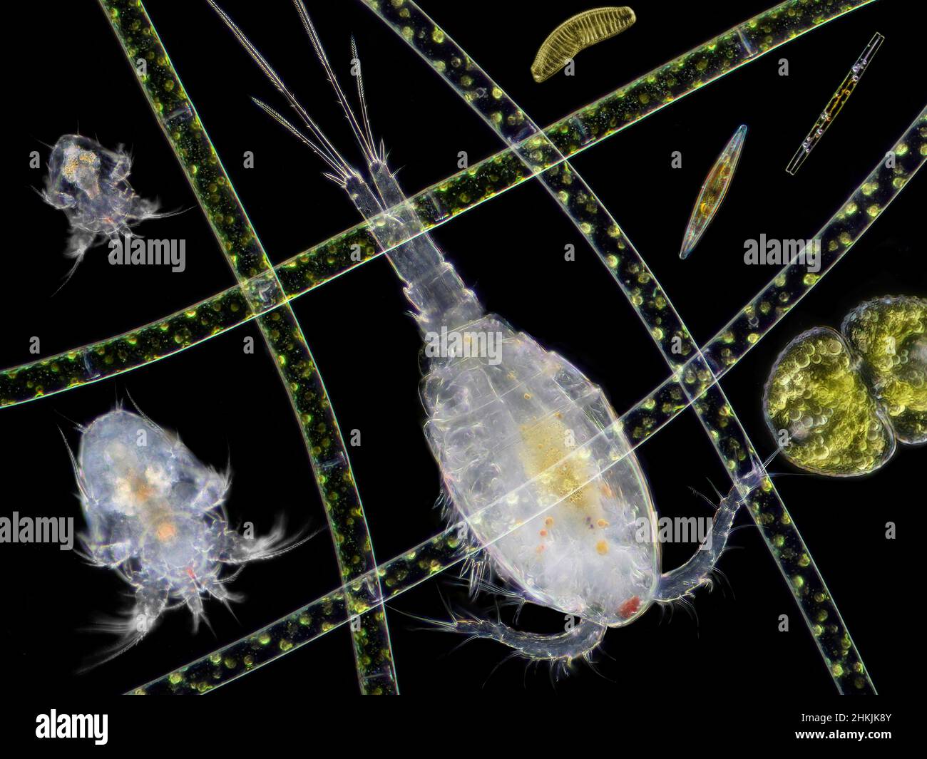 Pond life, light micrograph Stock Photo - Alamy