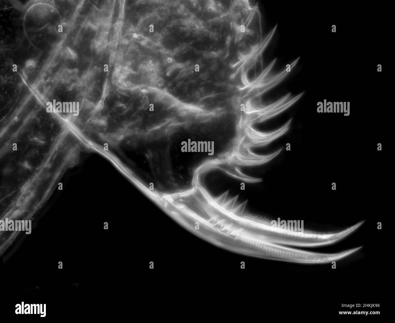 Water flea claw, light micrograph Stock Photo - Alamy
