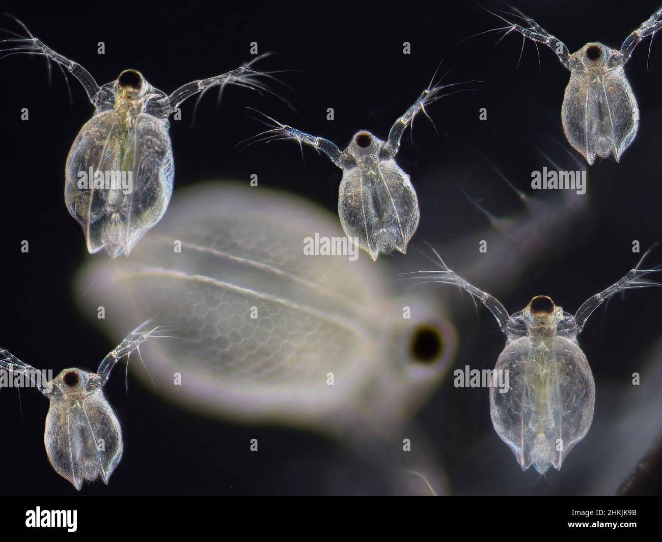 Water fleas, light micrograph Stock Photo - Alamy
