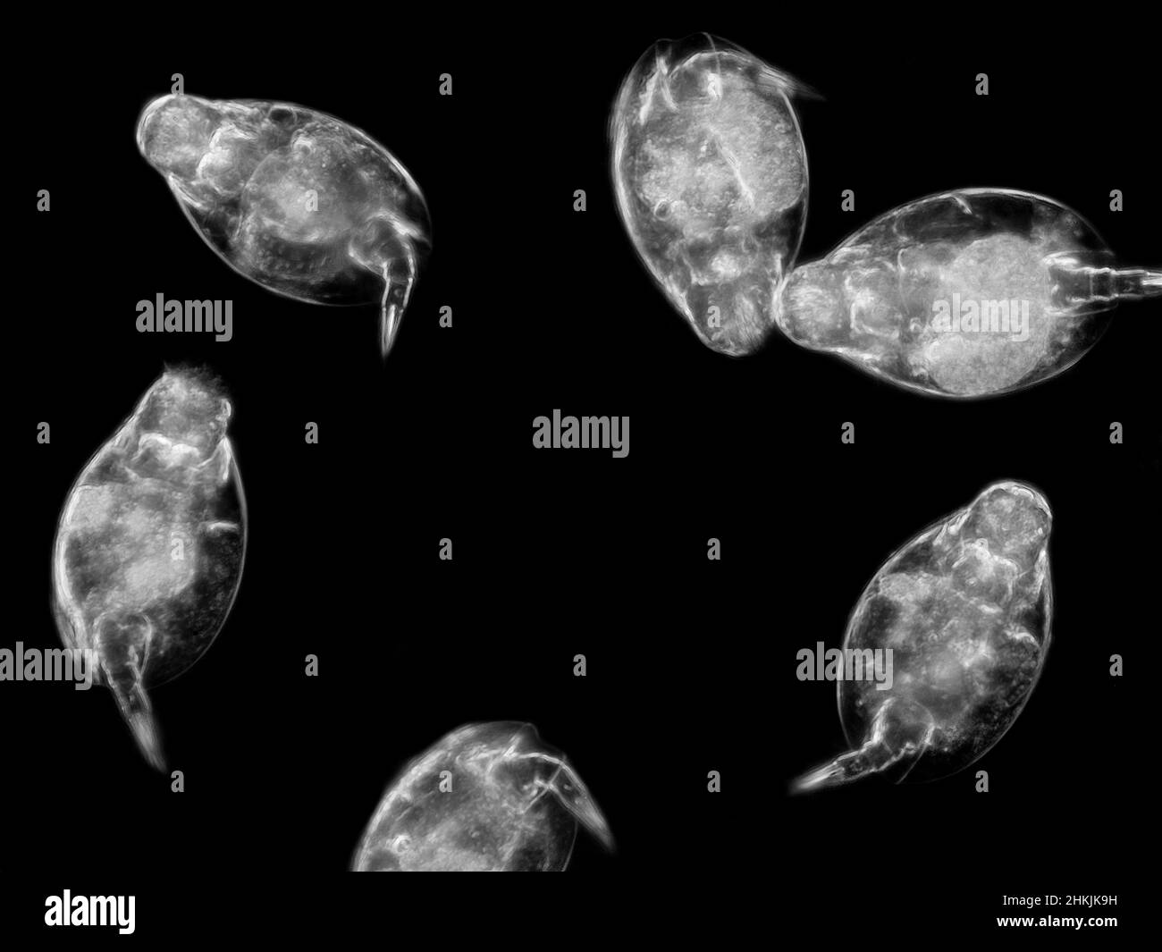 Lepadella patella rotifers, micrograph Stock Photo - Alamy