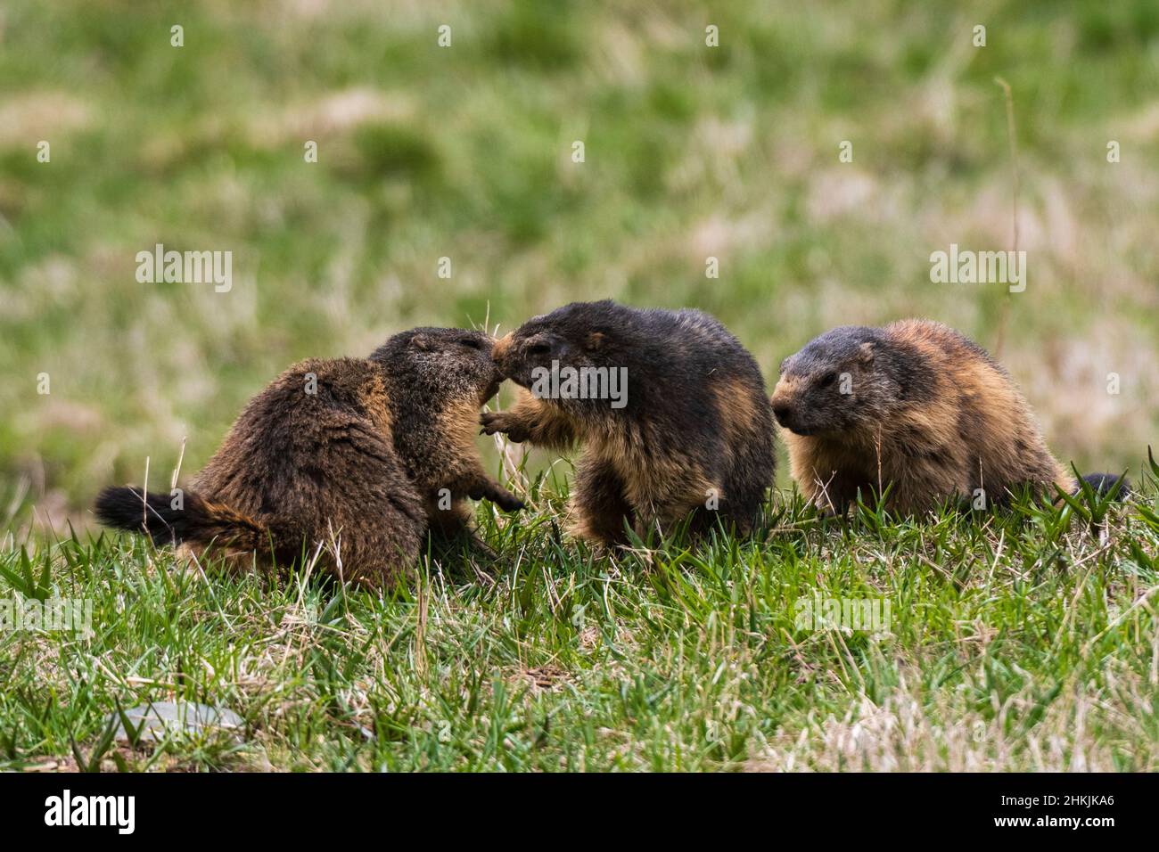 Three alpine marmots playing on grass Stock Photo - Alamy