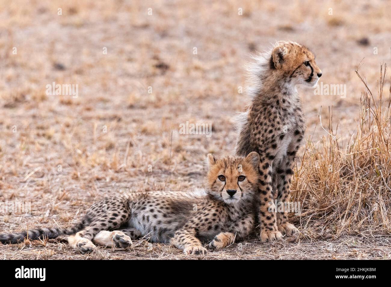 Two cheetah cubs Stock Photo - Alamy