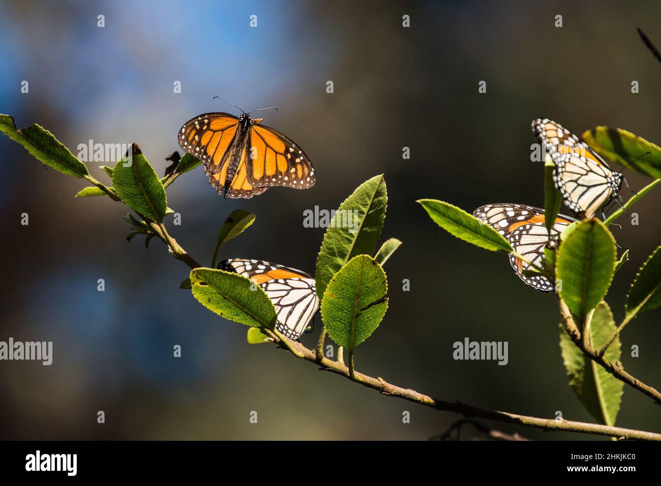 Pacific Grove Monarch Butterfly Sanctuary Stock Photo - Alamy