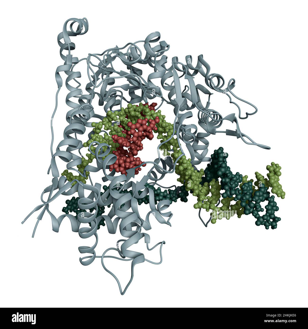 RNA polymerase, molecular model Stock Photo - Alamy