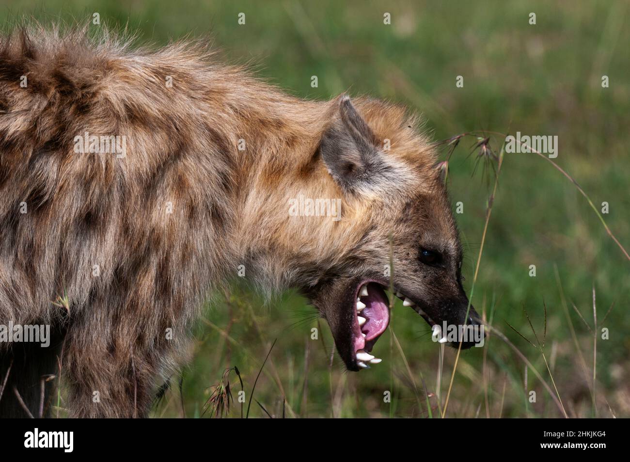 Spotted hyena yawning Stock Photo - Alamy