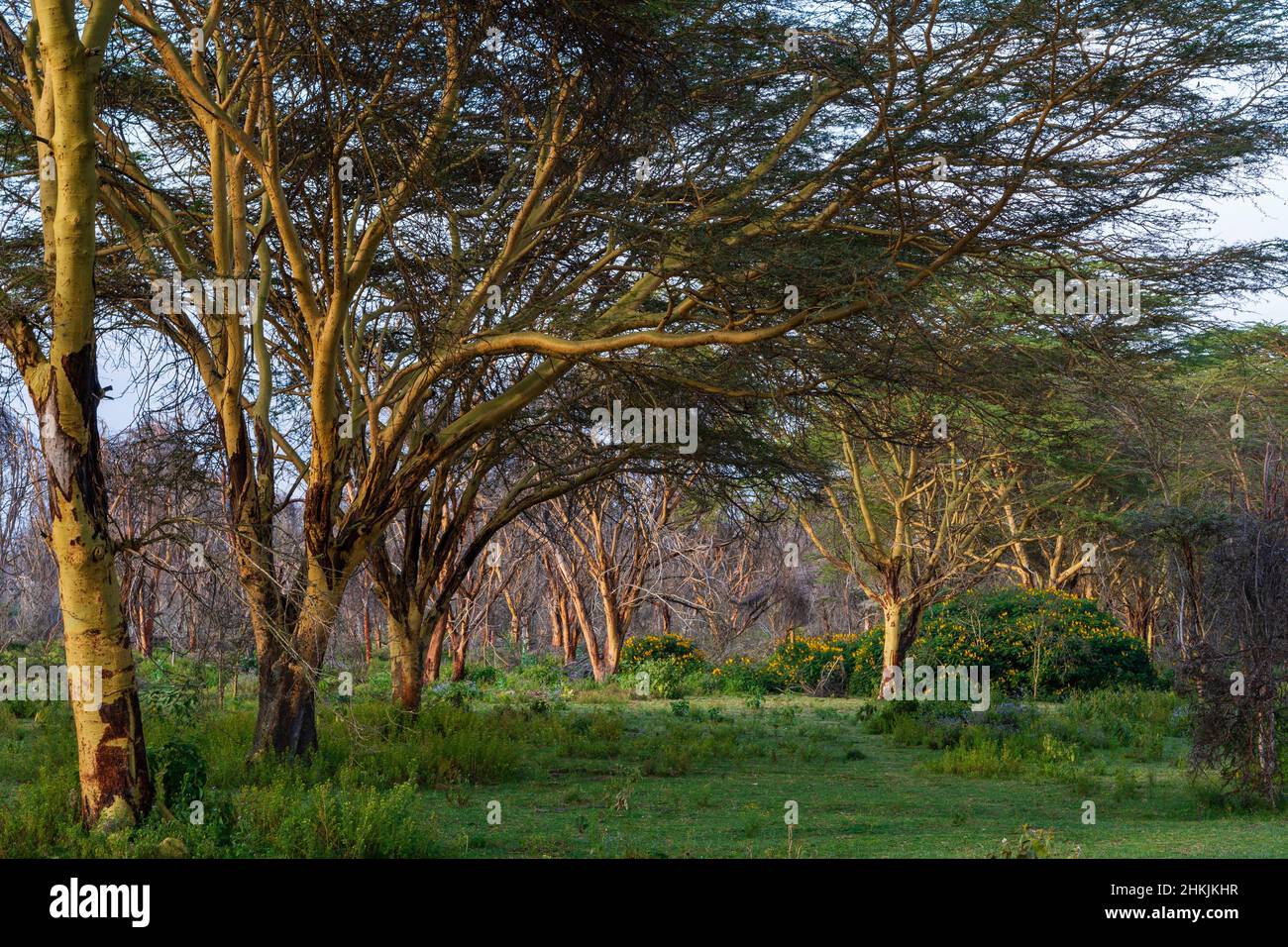 Acacia tree forest at Lake Naivasha, Kenya Stock Photo - Alamy