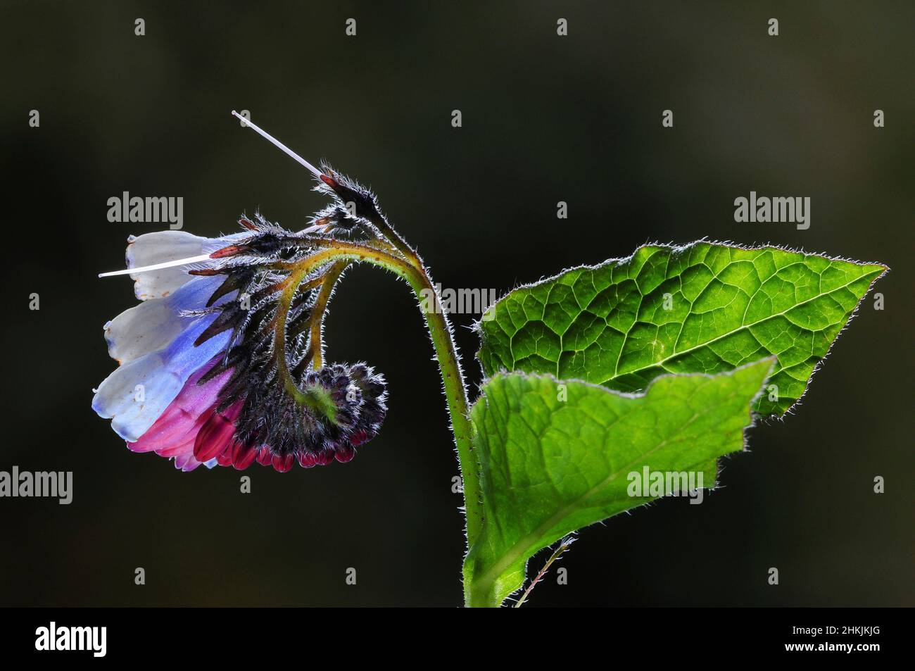Creeping comfrey (Symphytum grandiflorum Stock Photo - Alamy