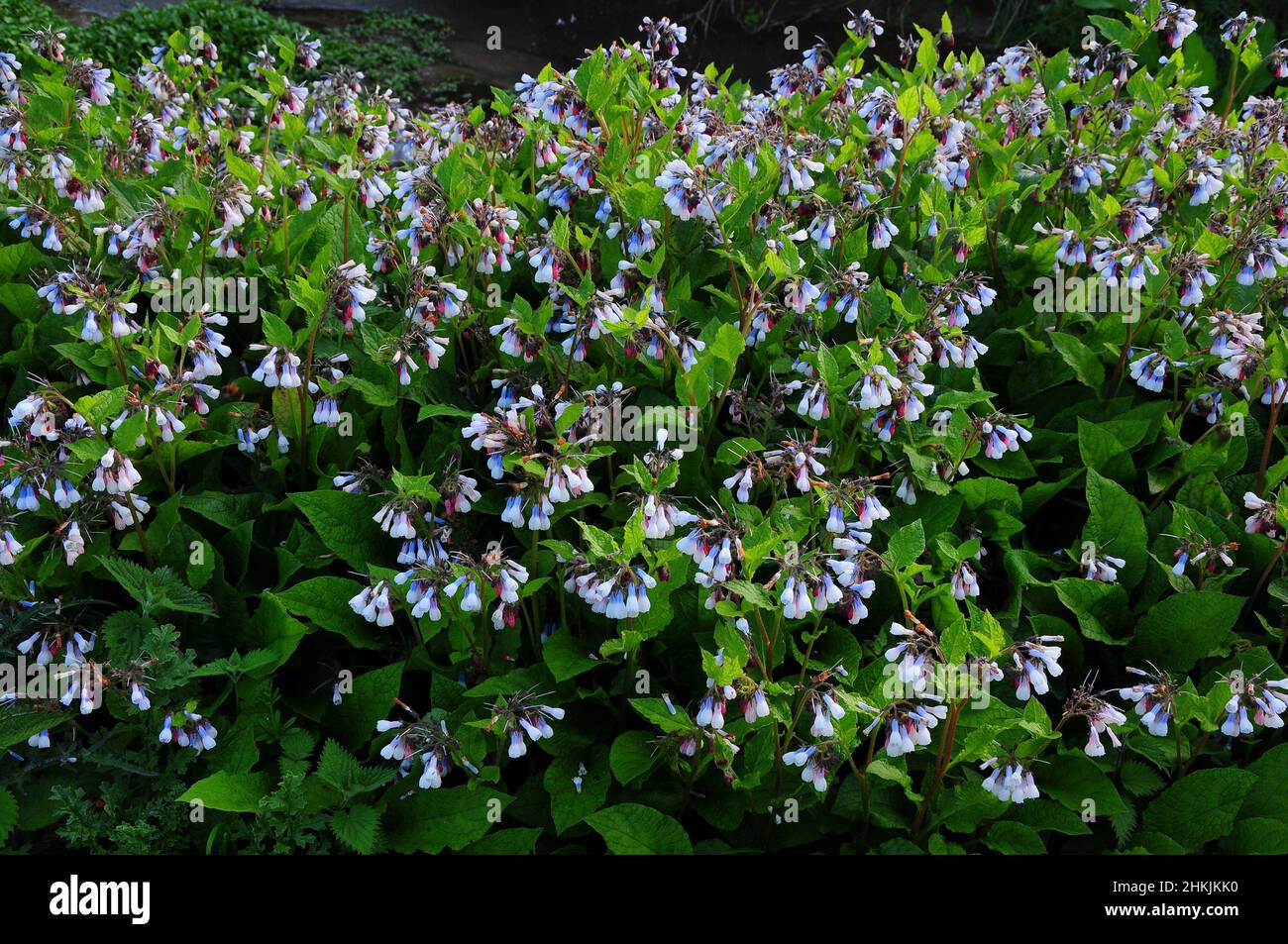 Creeping comfrey (Symphytum grandiflorum Stock Photo - Alamy