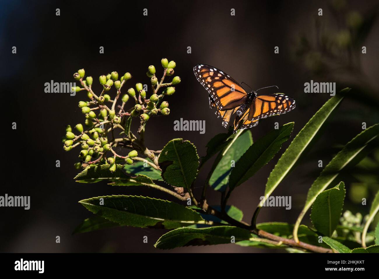 Pacific Grove Monarch Butterfly Sanctuary Stock Photo - Alamy