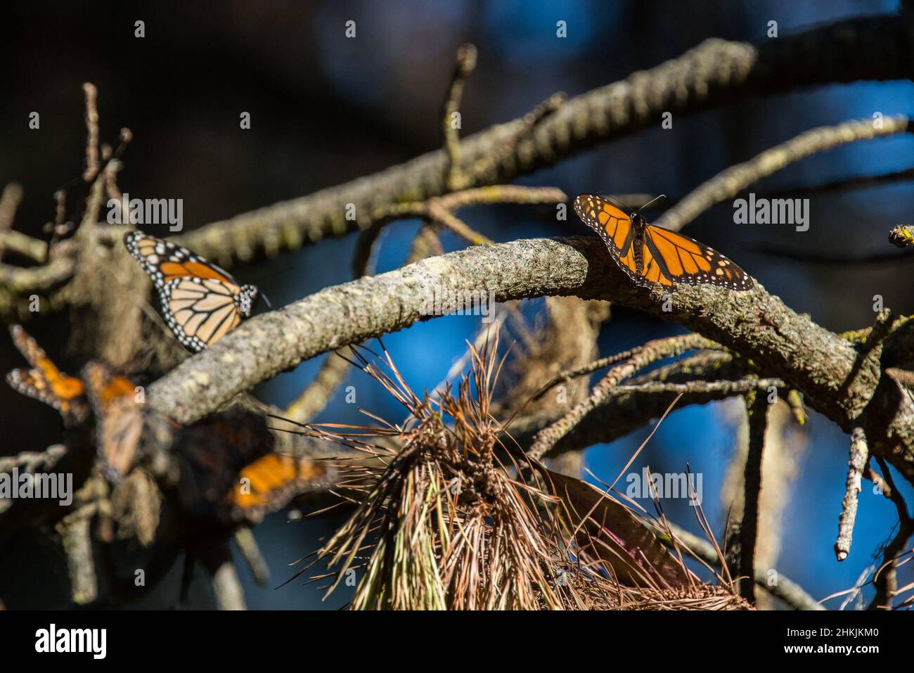 Pacific Grove Monarch Butterfly Sanctuary Stock Photo - Alamy