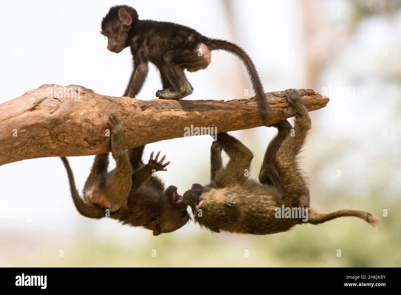 Olive baboons playing on a tree branch Stock Photo - Alamy