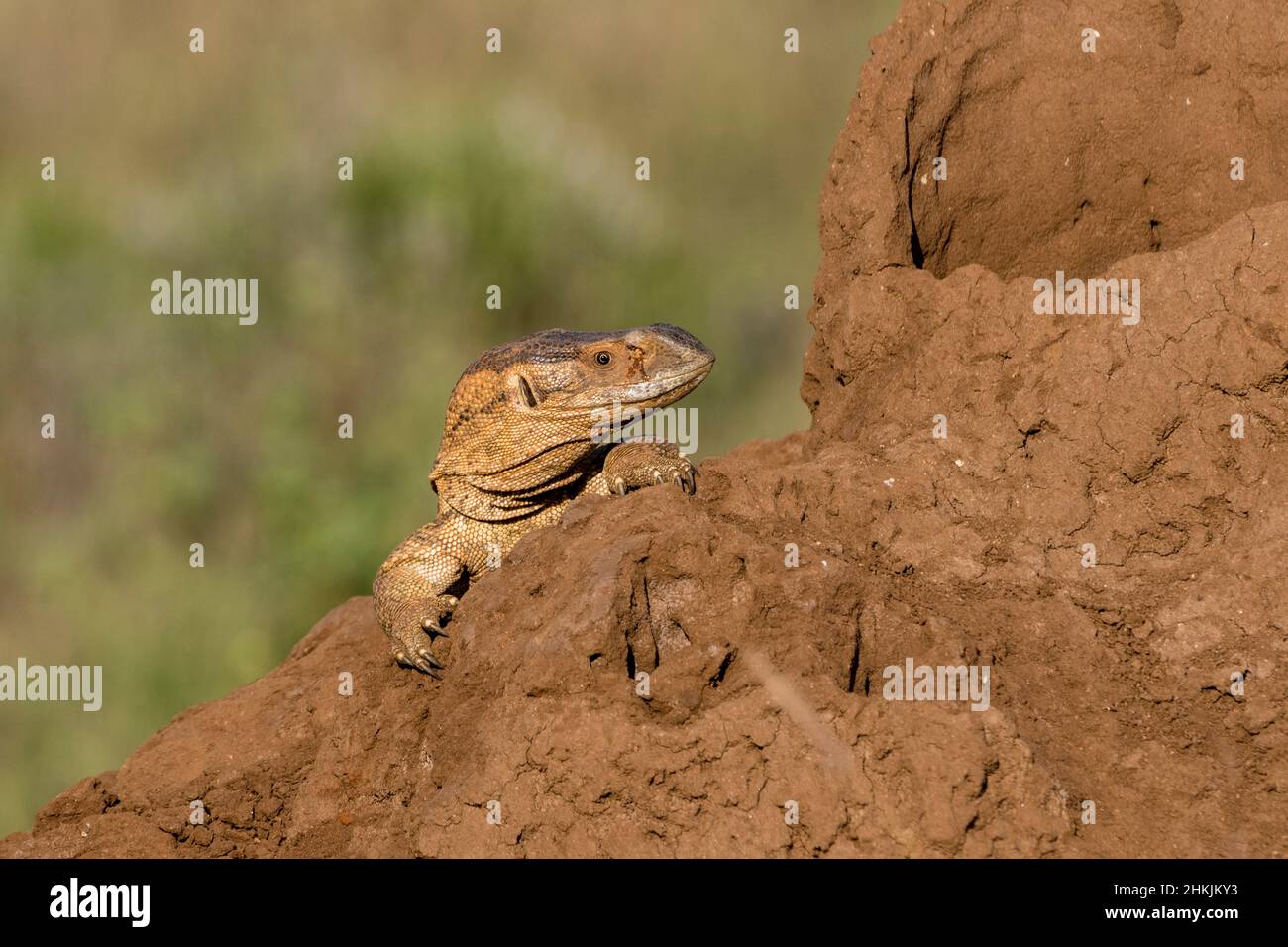 Savannah monitor on a termite mound Stock Photo - Alamy
