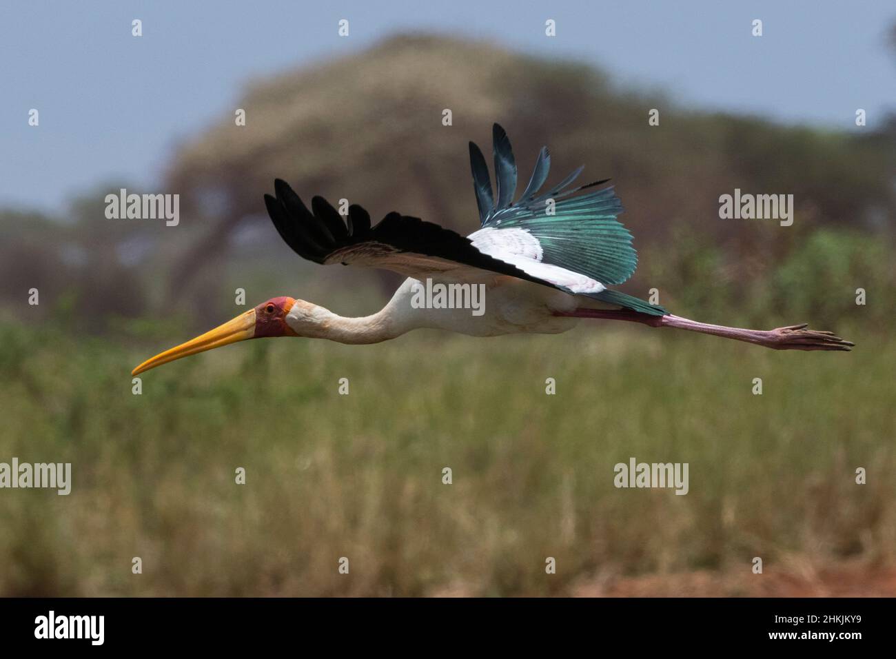 Yellow-billed stork in flight Stock Photo - Alamy