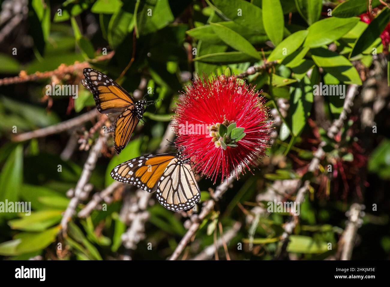 Pacific Grove Monarch Butterfly Sanctuary Stock Photo - Alamy