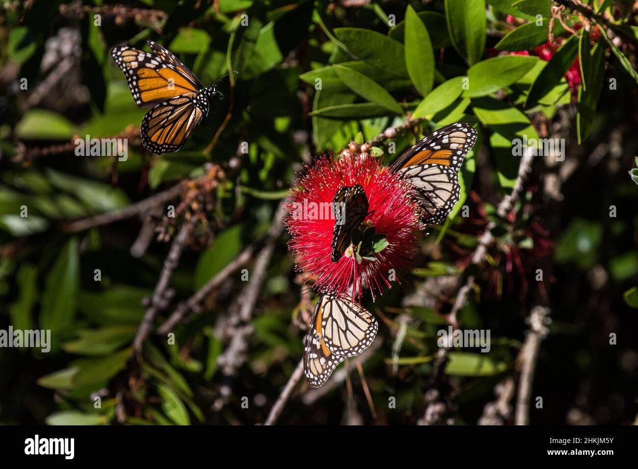 Pacific Grove Monarch Butterfly Sanctuary Stock Photo - Alamy