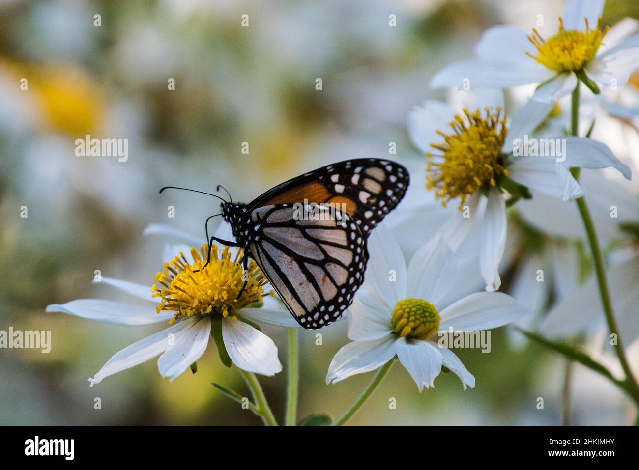Pacific Grove Monarch Butterfly Sanctuary Stock Photo - Alamy